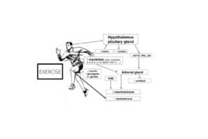 Human Growth Hormone and Exercise: Why Is Training So Important?