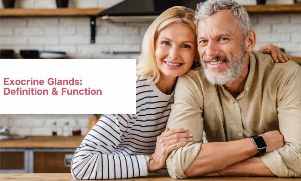 Exocrine Glands: Definition, Function, Examples & Types