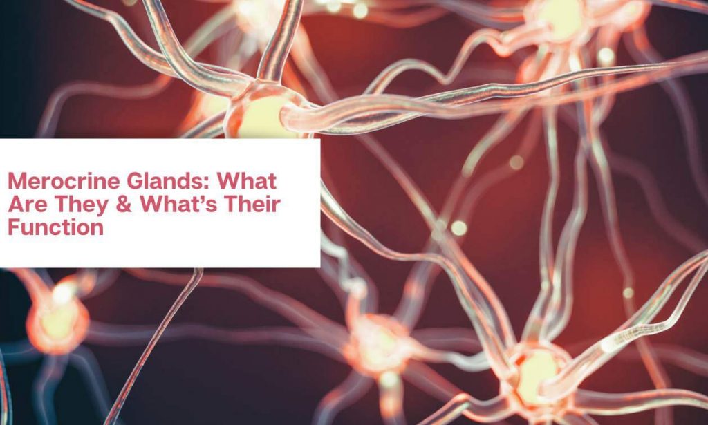 What are Merocrine Glands and How do They Affect Hormonal Balance?